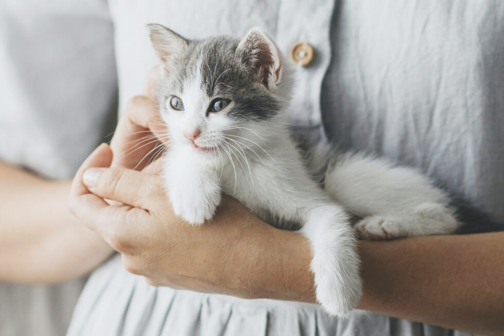 Adopt-a-Cat Month, ADA, and You - ADA